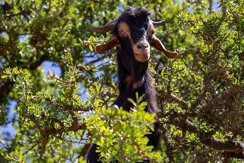 Moroccan Goats - Breed Profile - Goat Journal
